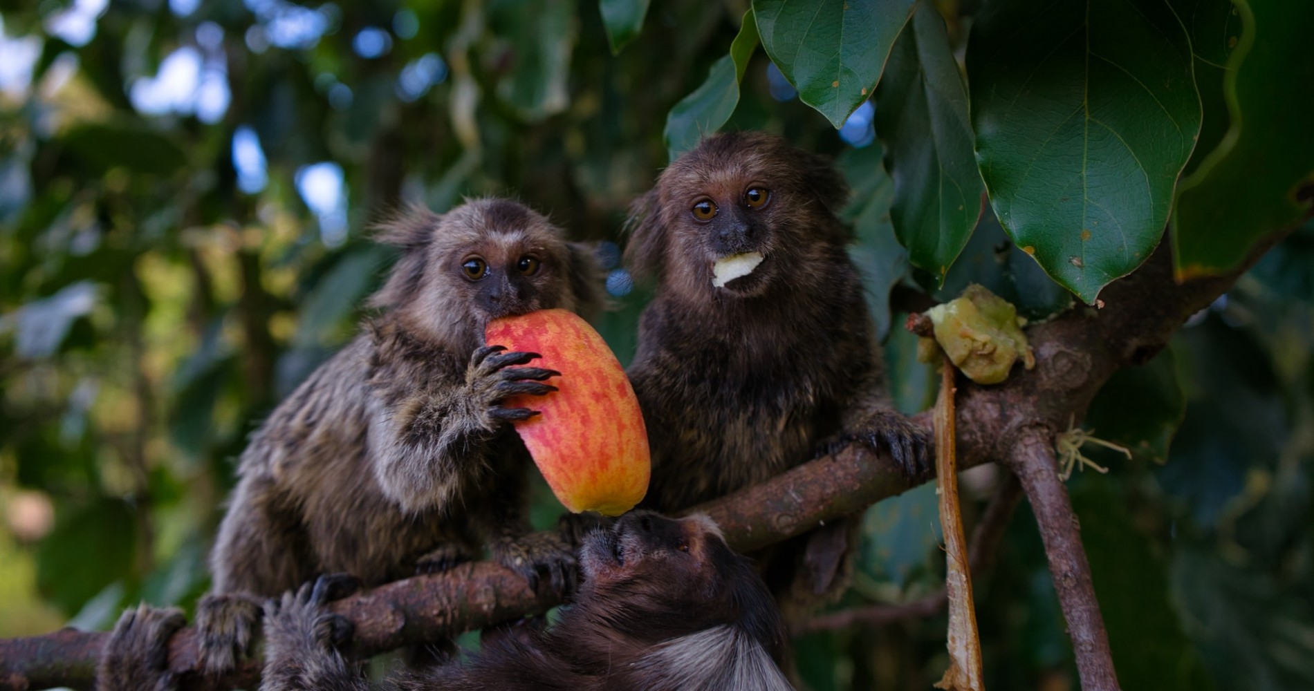 Tropical Zoo - Berkenhof Tropical Zoo