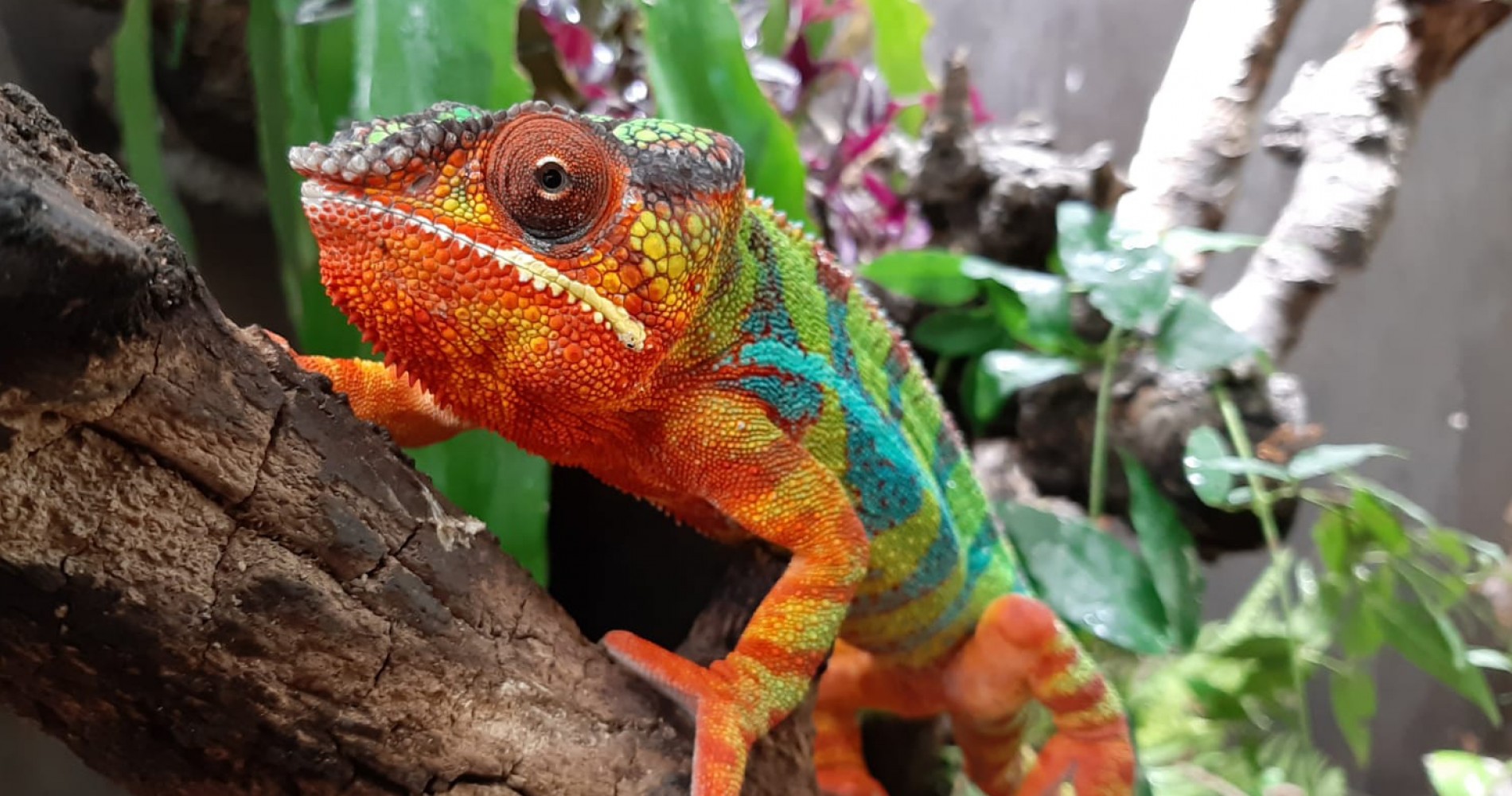Tropical Zoo - Berkenhof Tropical Zoo