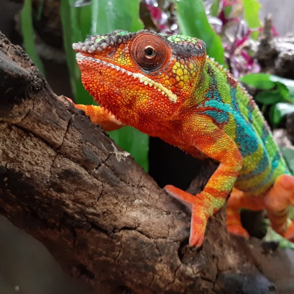 Tropical Zoo - Berkenhof Tropical Zoo