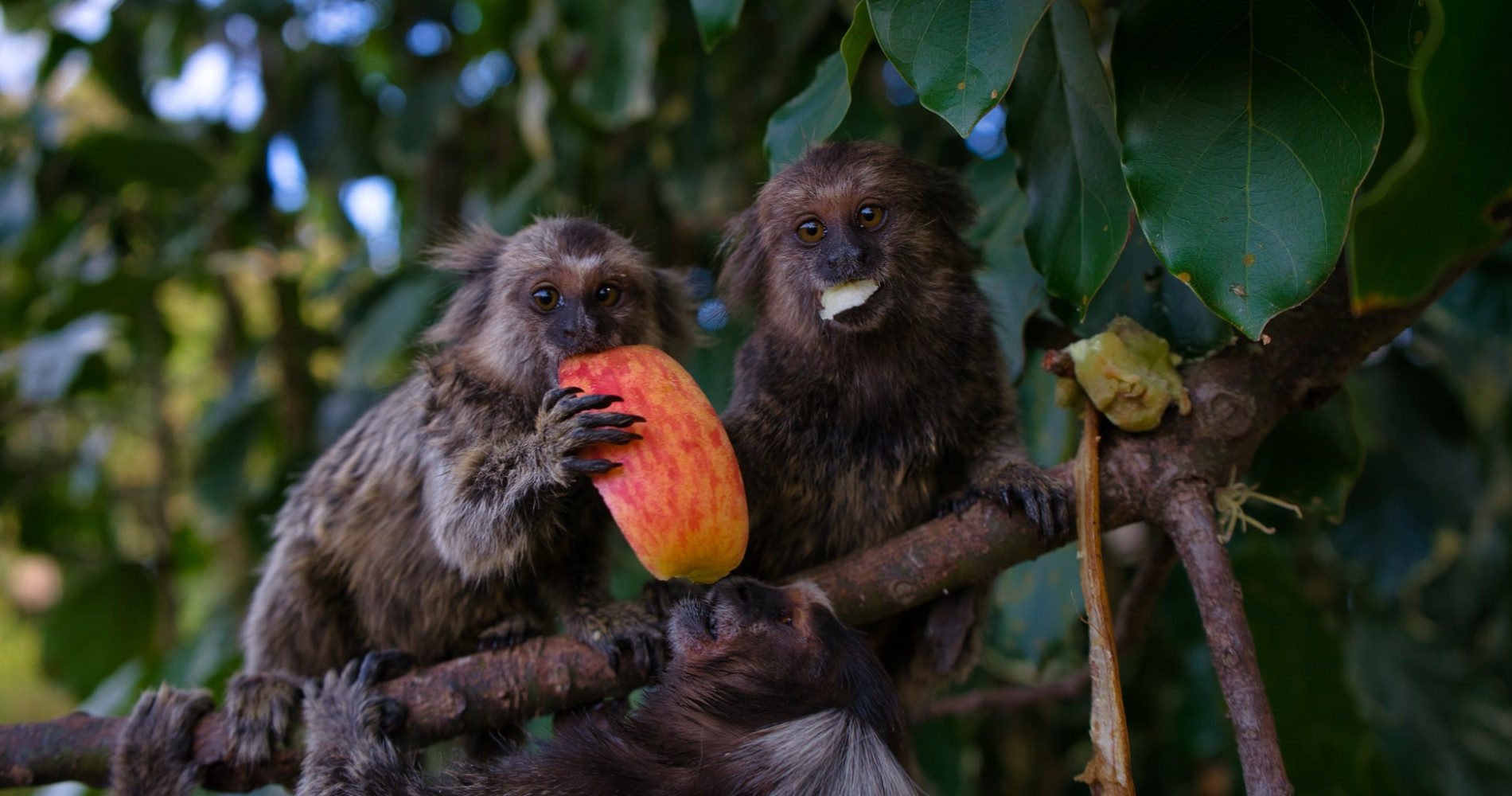 Dieren - Berkenhof Tropical Zoo
