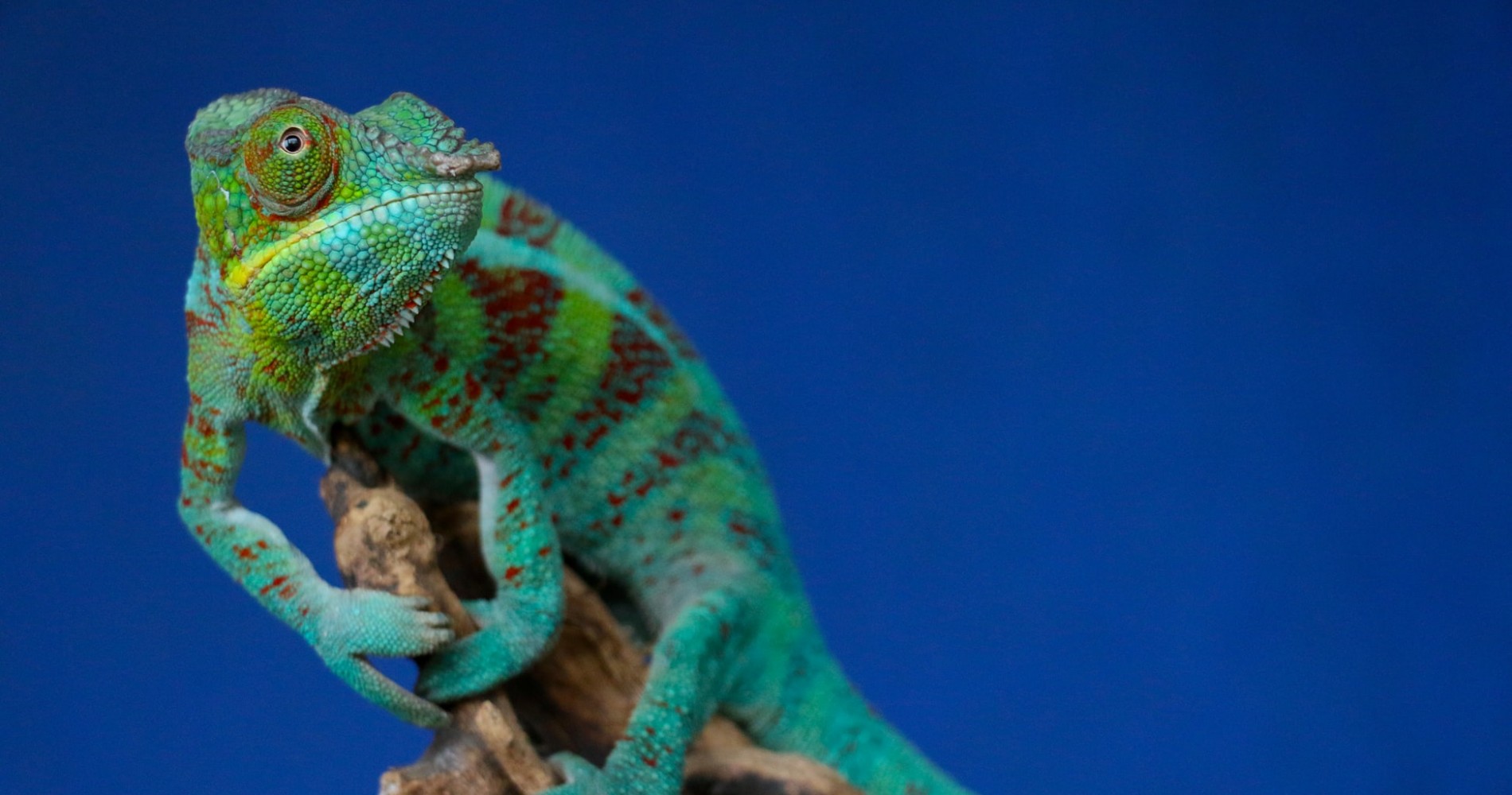 Berkenhof Tropical Zoo: de leukste attractie van Zeeland