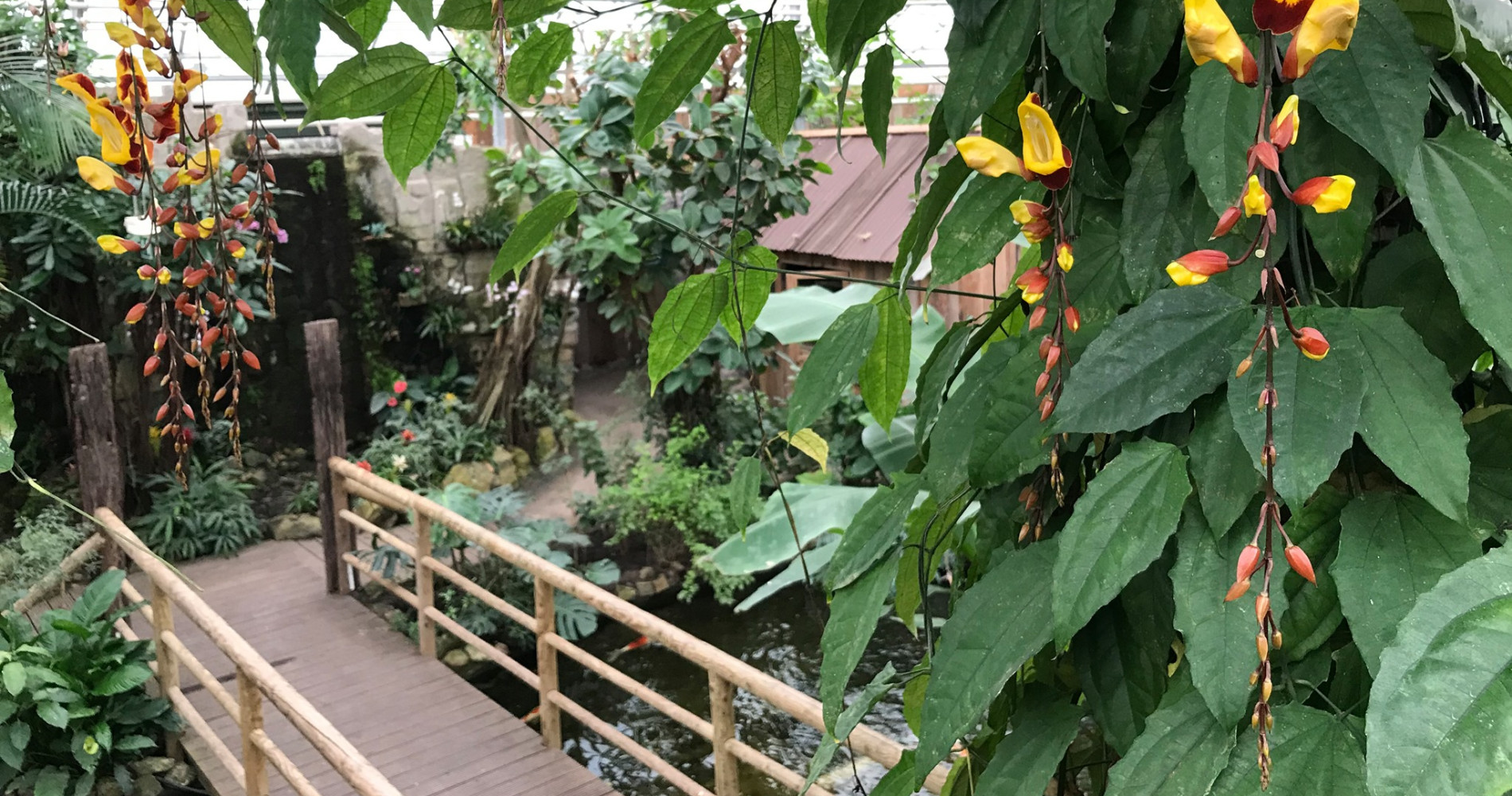 Dieren - Berkenhof Tropical Zoo