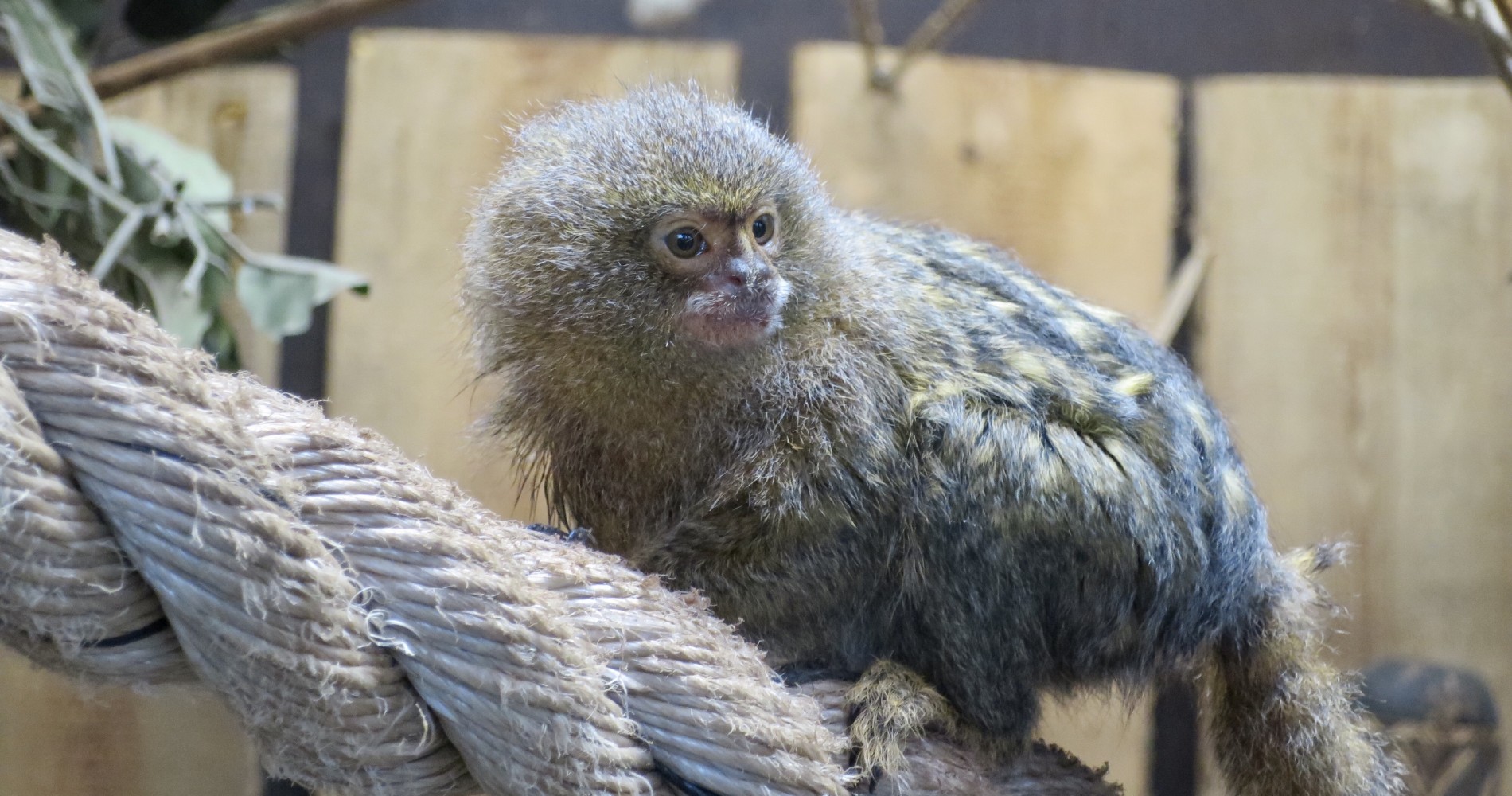 Berkenhof Tropical Zoo: de leukste attractie van Zeeland