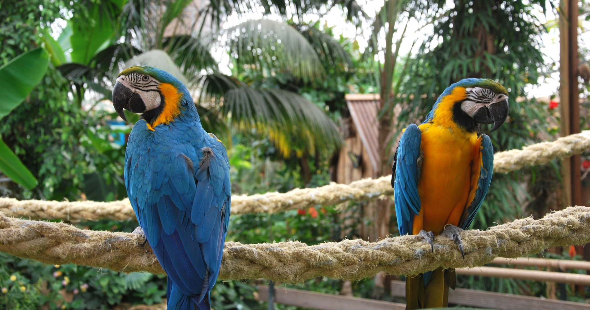 Berkenhof Tropical Zoo: de leukste attractie van Zeeland