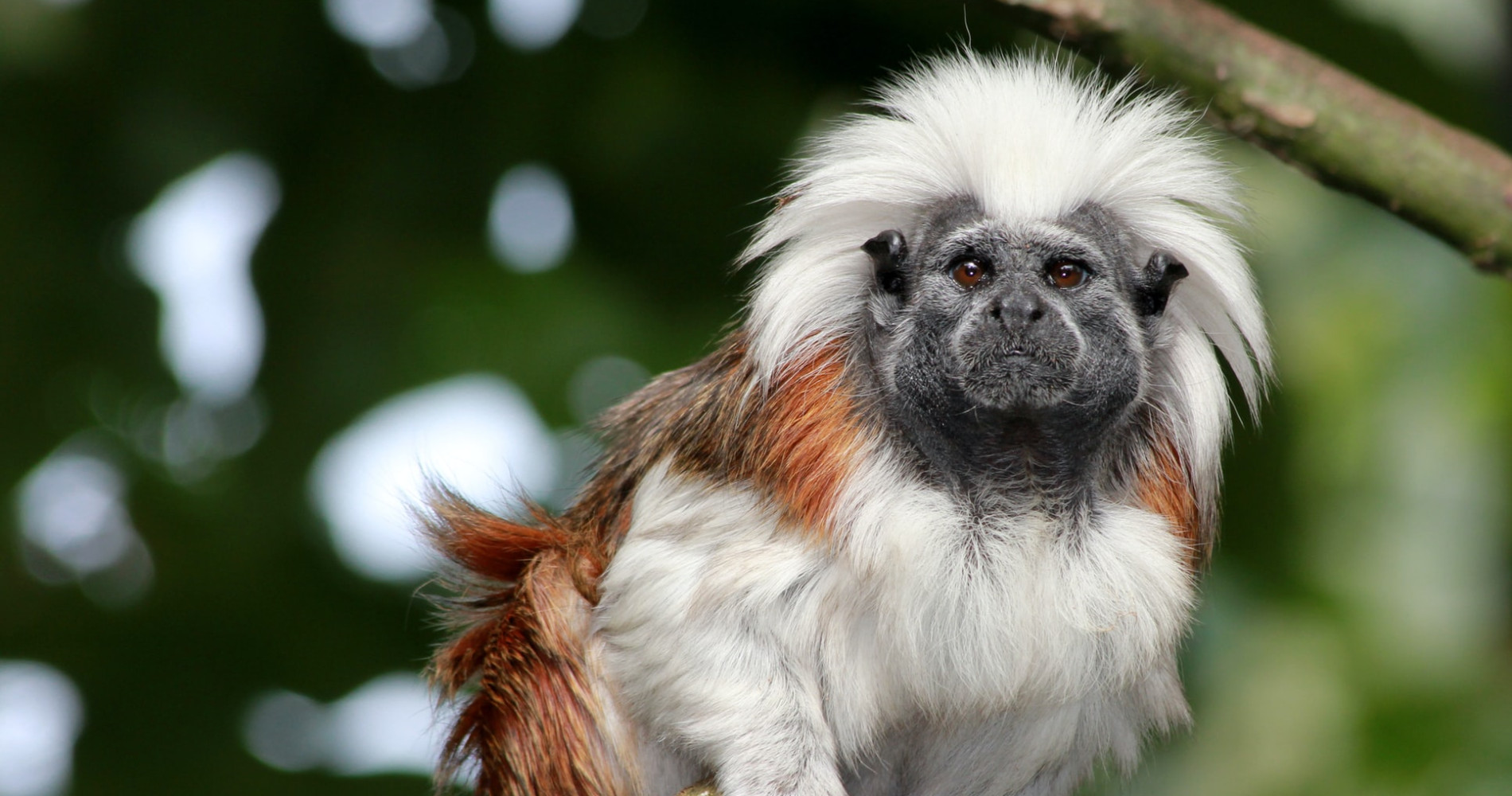Berkenhof Tropical Zoo: de leukste attractie van Zeeland